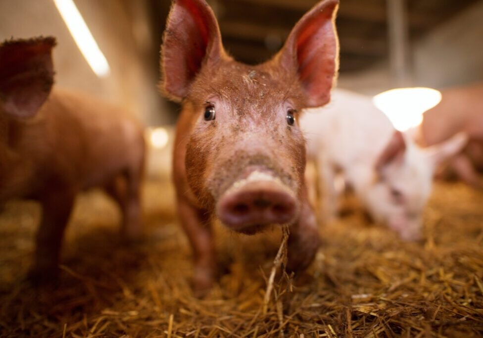 Putting lipstick on a pig • Invest in Louisiana